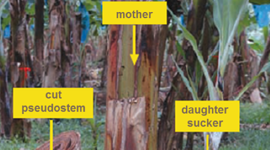 Agronomic principles in banana production | Yara Australia