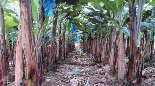 How to increase banana yield | Yara Australia