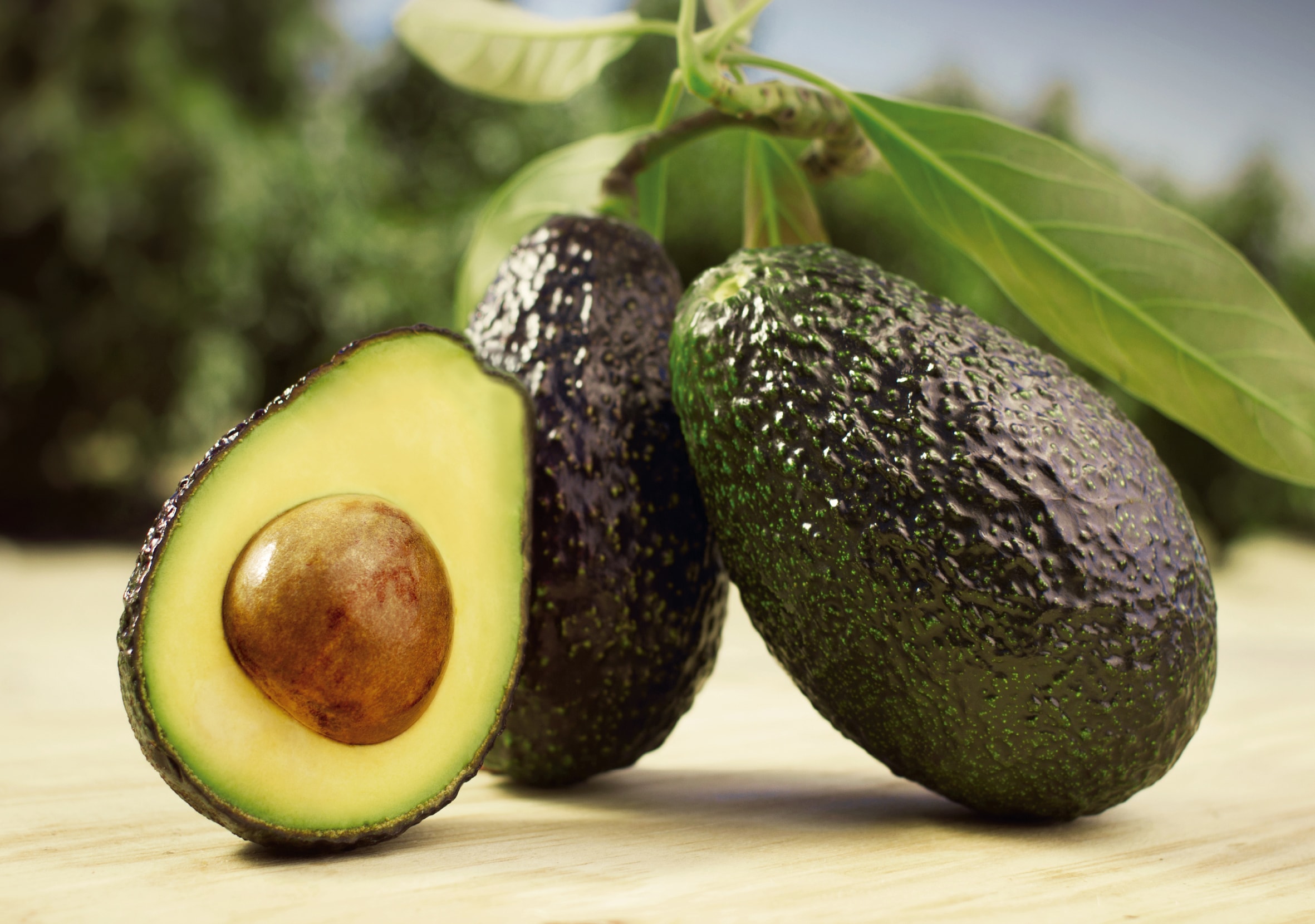 Soluble Calcium Can Improve Fruit Quality in Avocados | Yara Australia
