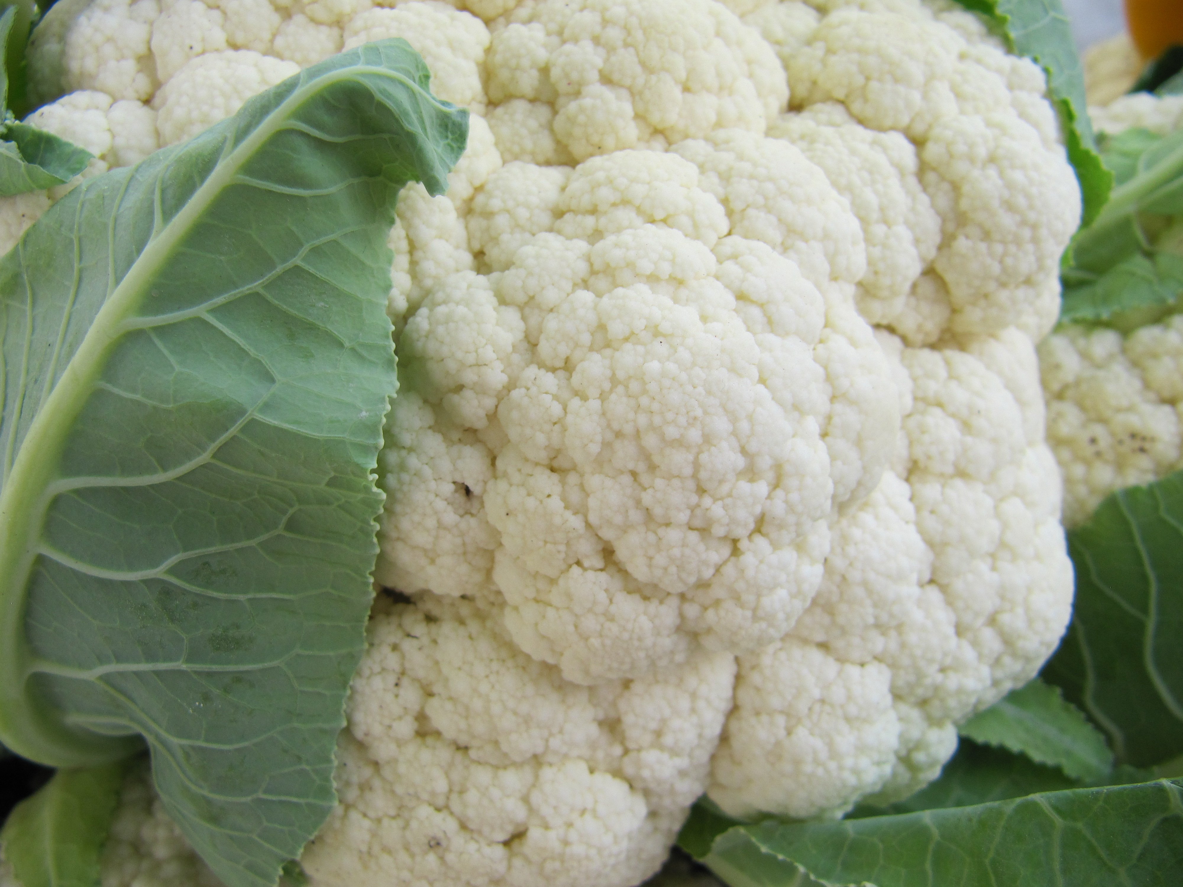 Micronutrients have major bearing on profitability of brassica | Yara ...